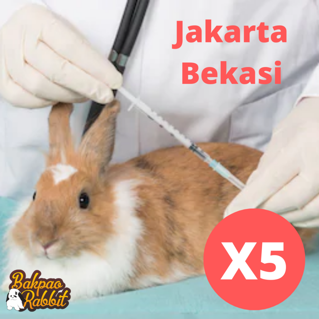 Toko Kelinci Bakpao Rabbit - Rabbit Petshop & Grooming Center