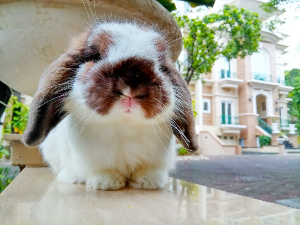 Apa benar memelihara kelinci itu harus lebih dari 1 ekor ? - Bakpao Rabbit