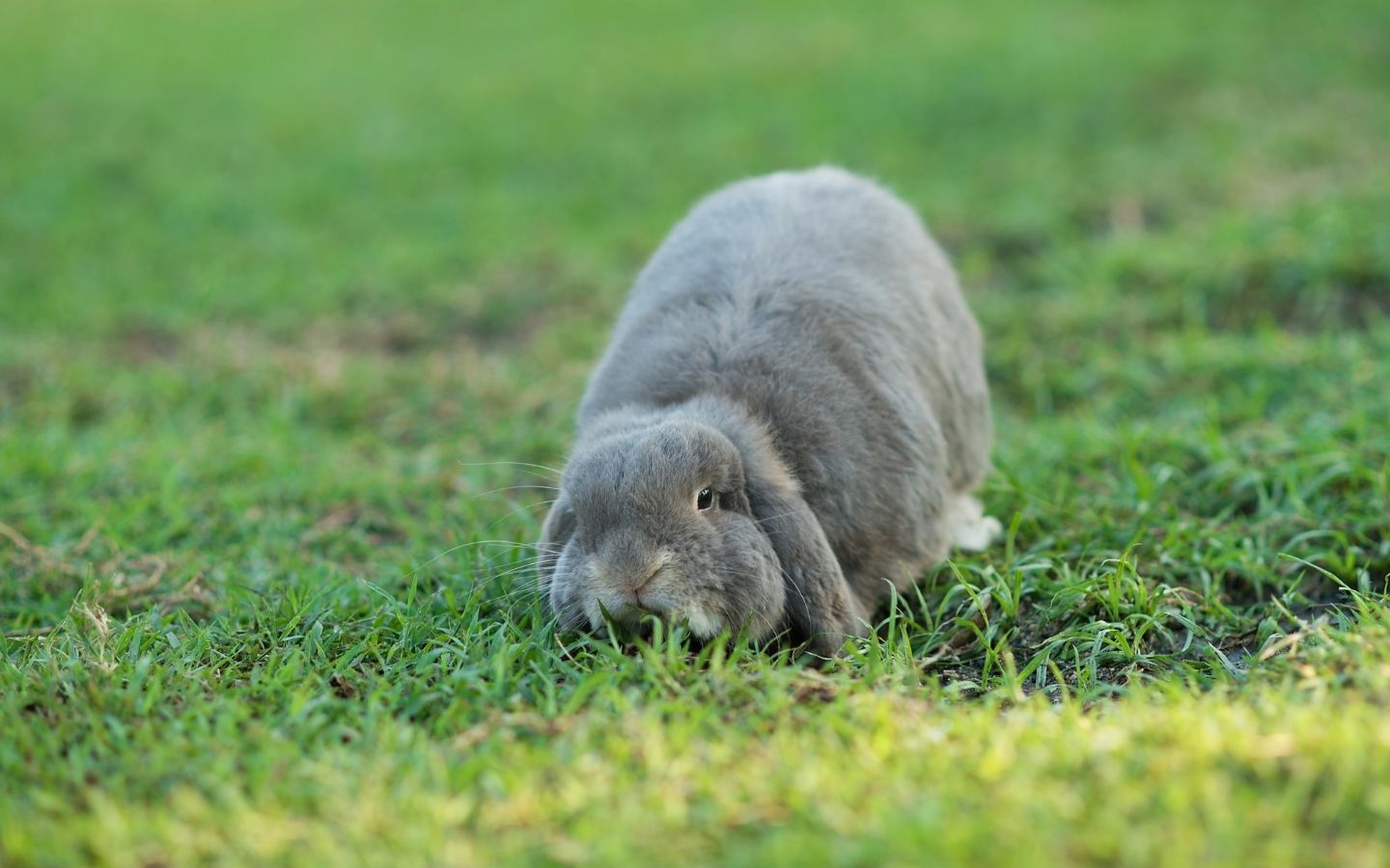 Apakah Kelinci Menyimpan Makanan di Mulutnya? - Bakpao Rabbit