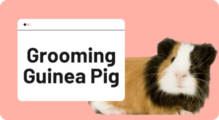 Toko Kelinci Bakpao Rabbit - Rabbit Petshop & Grooming Center