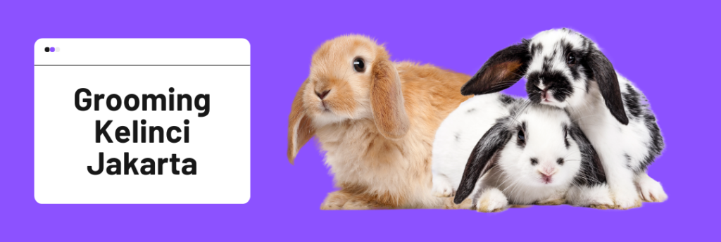 Toko Kelinci Bakpao Rabbit - Rabbit Petshop & Grooming Center