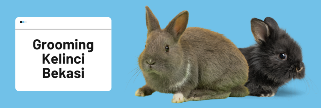 Toko Kelinci Bakpao Rabbit - Rabbit Petshop & Grooming Center