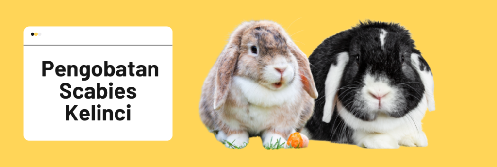 Toko Kelinci Bakpao Rabbit - Rabbit Petshop & Grooming Center